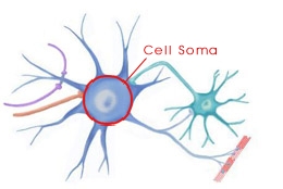 (Section 1, Chapter 8, Part 2) Neuroscience Online: An Electronic ...