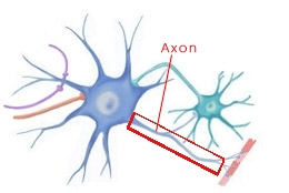 (Section 1, Chapter 8, Part 2) Neuroscience Online: An Electronic ...